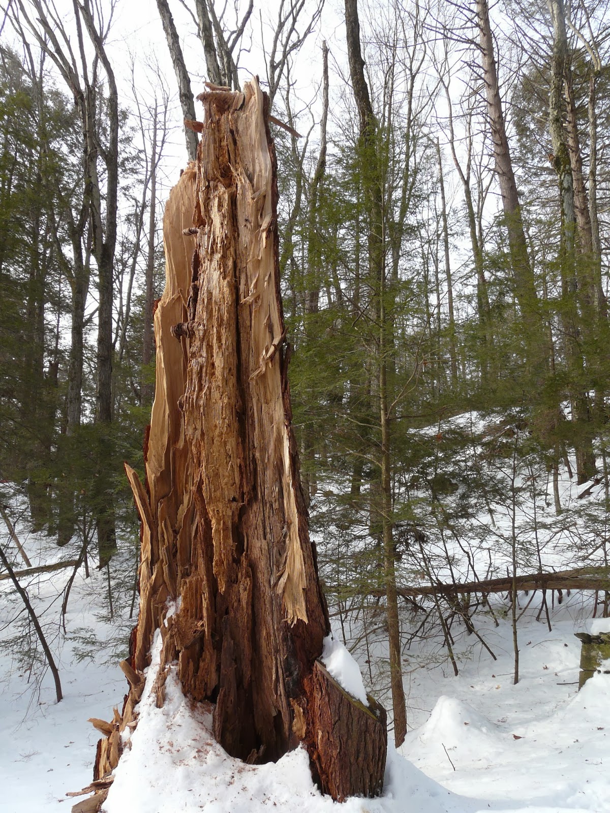 Timberturner + Bowlwood Woodturning: New England's Fallen Champion Hemlock