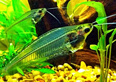 Ikan Transparan dari Indonesia - Akuarium Ikan Hias