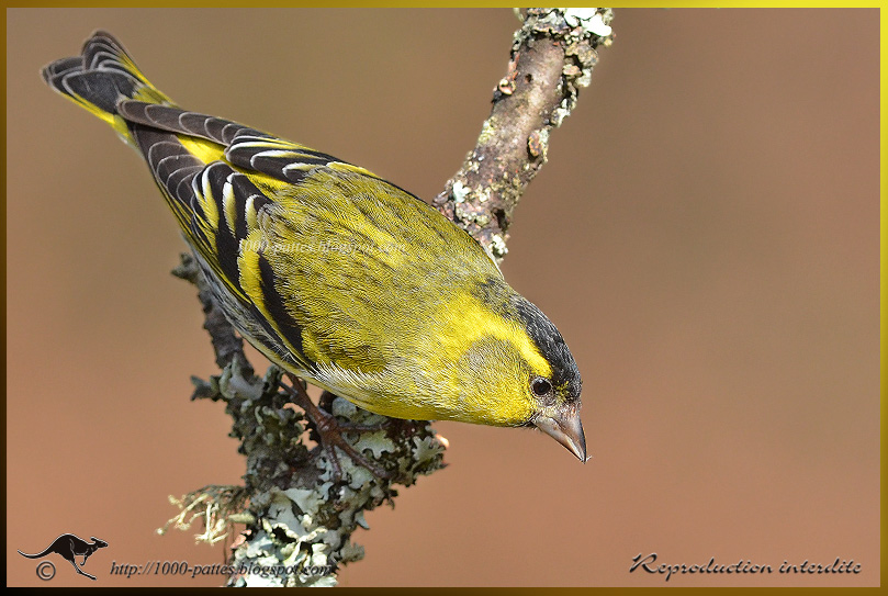 WILDLIFE GATEWAY: Titi-tarins... sans Rominet!