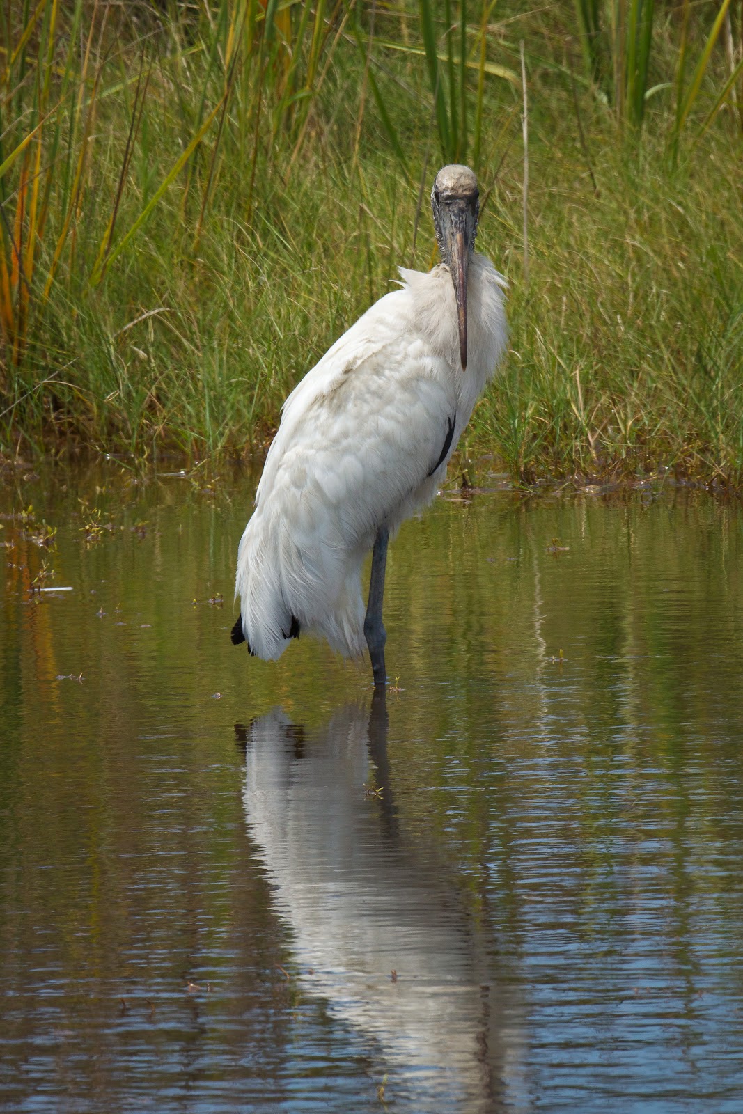 Feather Tailed Stories: Wood Stork