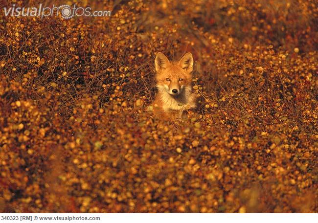 The Red Fox: The Fall Fox