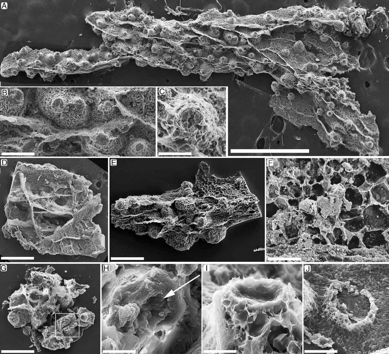 The Dragon's Tales: Marine Algae Fossils Found From Cryogenian ...