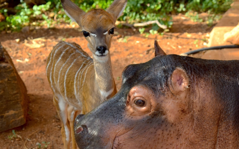 Baby Kudu