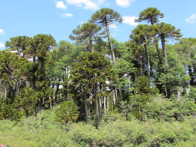 Cosas para recordar, contar y celebrar la vida.: El piñón