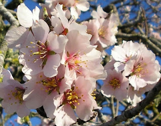 FELICIA POPA BLOG: Salcia şi migdalul în "12 plante"