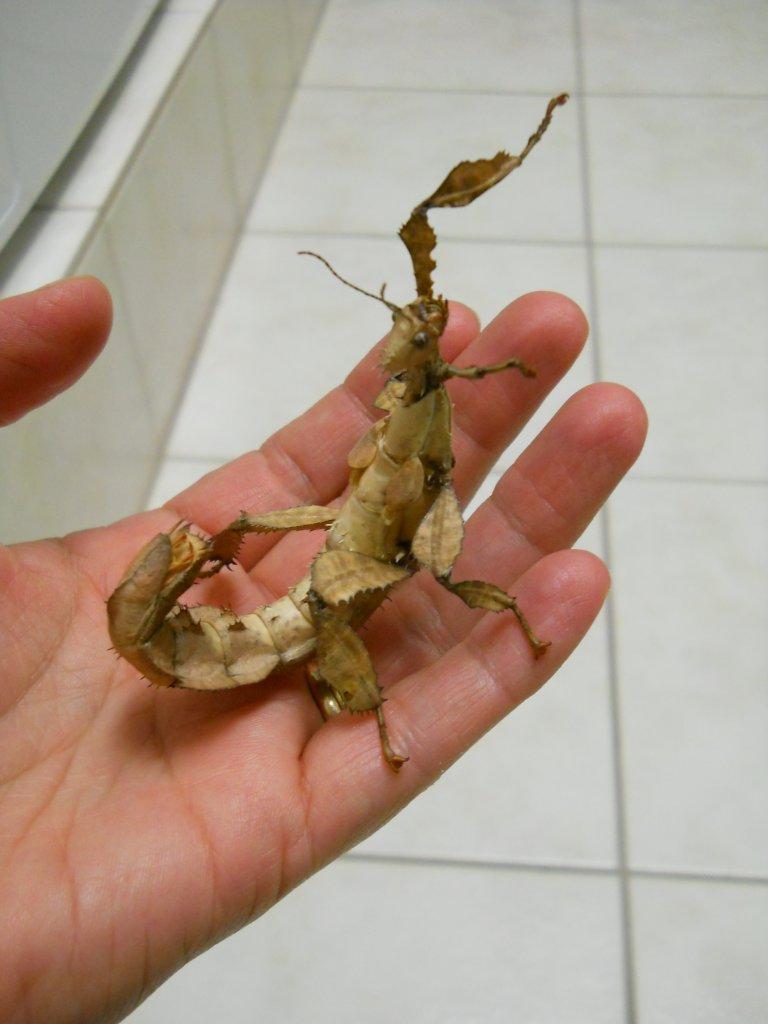 Flowers and Weeds: Spiny Leaf Insects Eggs