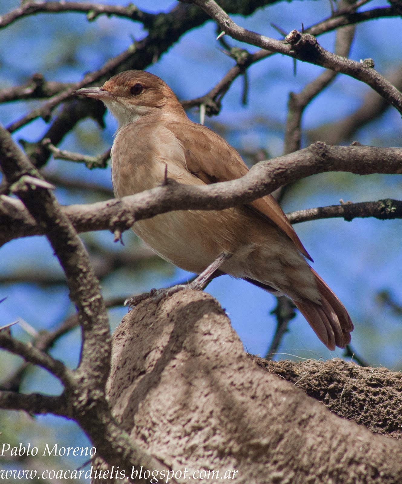 Aves de Mendoza: Hornero comun(Furnarius rufus)