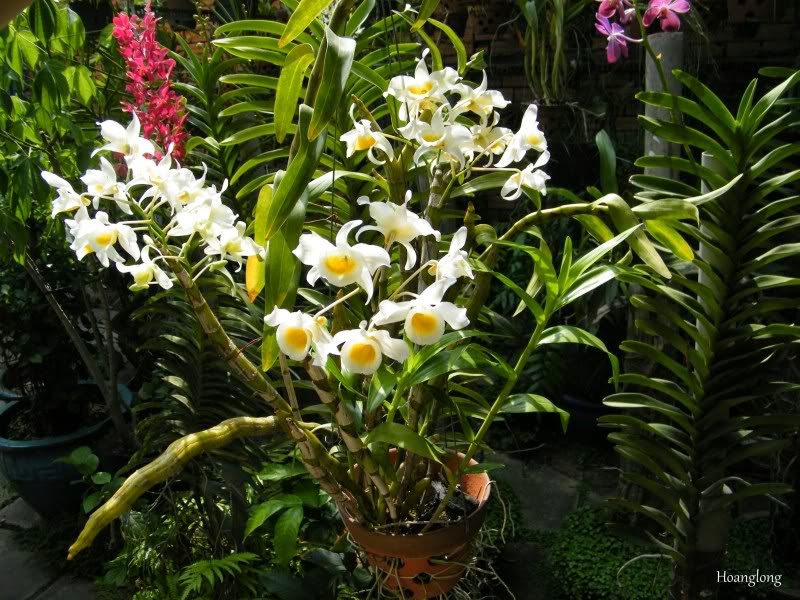 CENTRA ANGGREK: Dendrobium Signatum