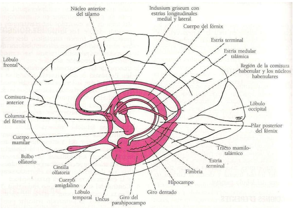 Histoembriología I. Horario 2 a 4.: SISTEMA LÍMBICO