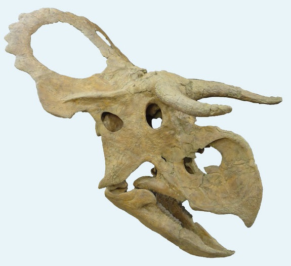 Species New to Science: [Paleontology • 2013] Nasutoceratops titusi • A ...
