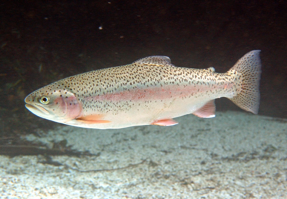 LA PESCA EN NUEVALOS: La trucha arcoiris