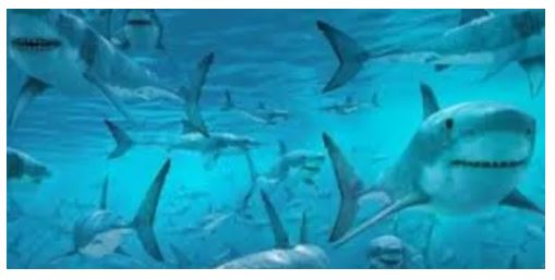 Fakta Hiu Putih Raksasa yang Unik dan Menarik sebagai Predator Terbesar ...