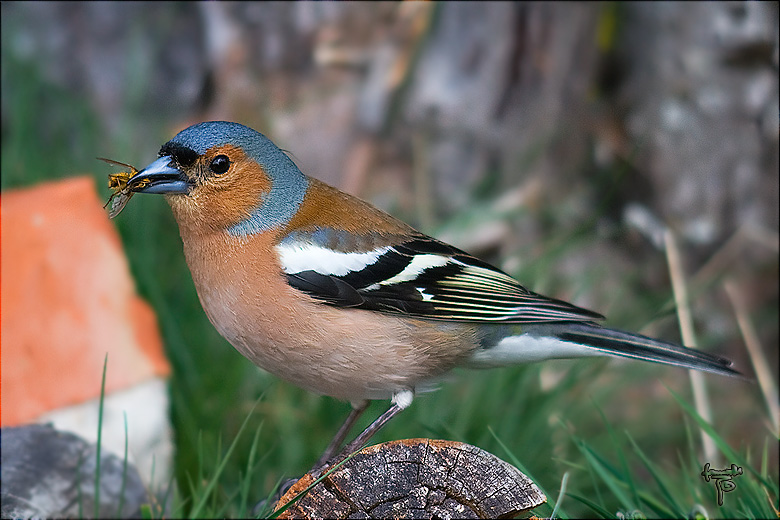 Criadero Kimbi: El Pinzón Vulgar, todo sobre este fringílido