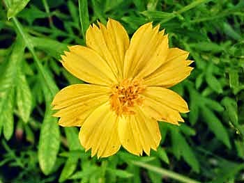 Canyon daisy-Tagetes-Ata pethiya | SL Flora