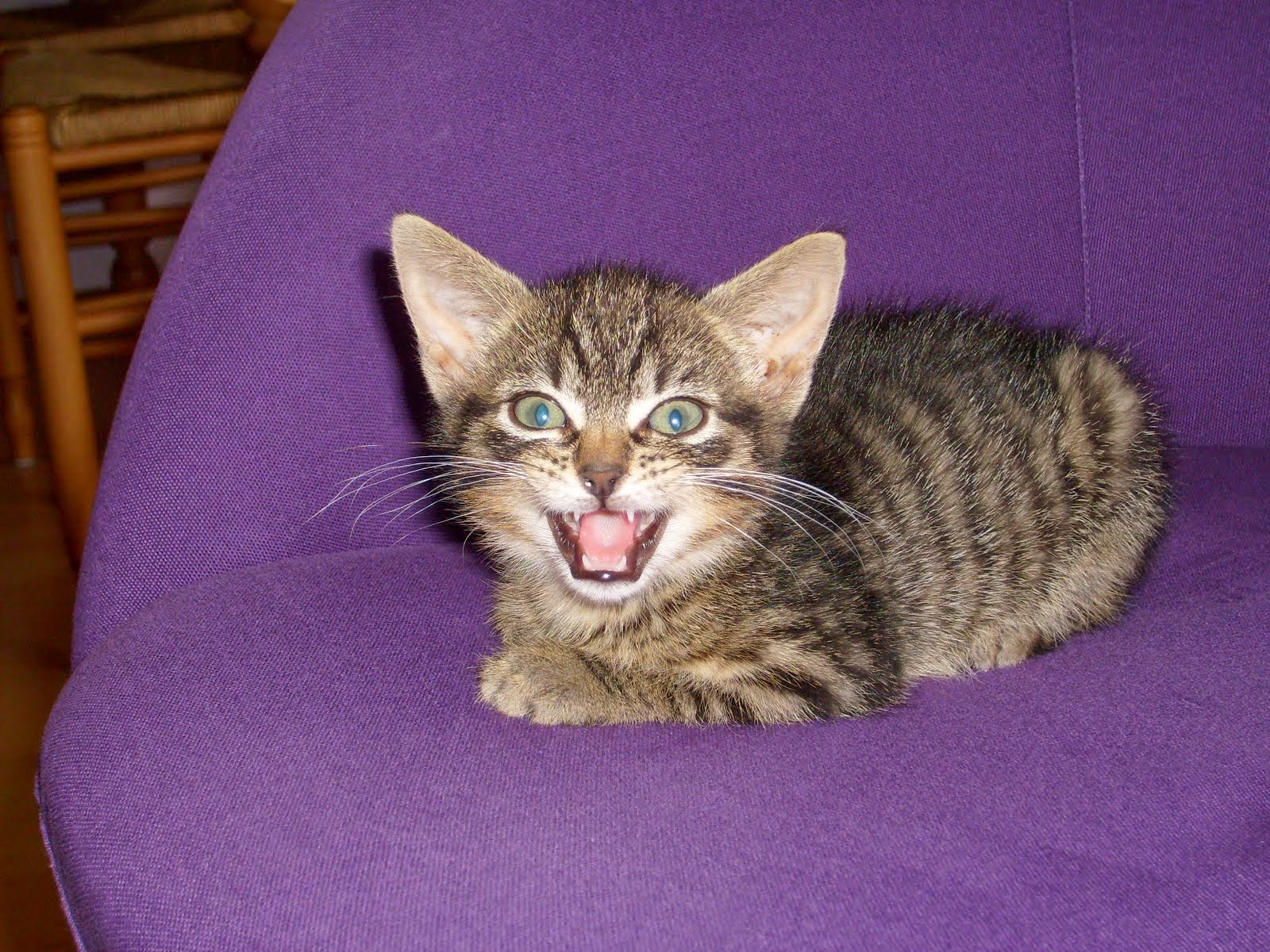 Dina de Kat: dina de echte kat