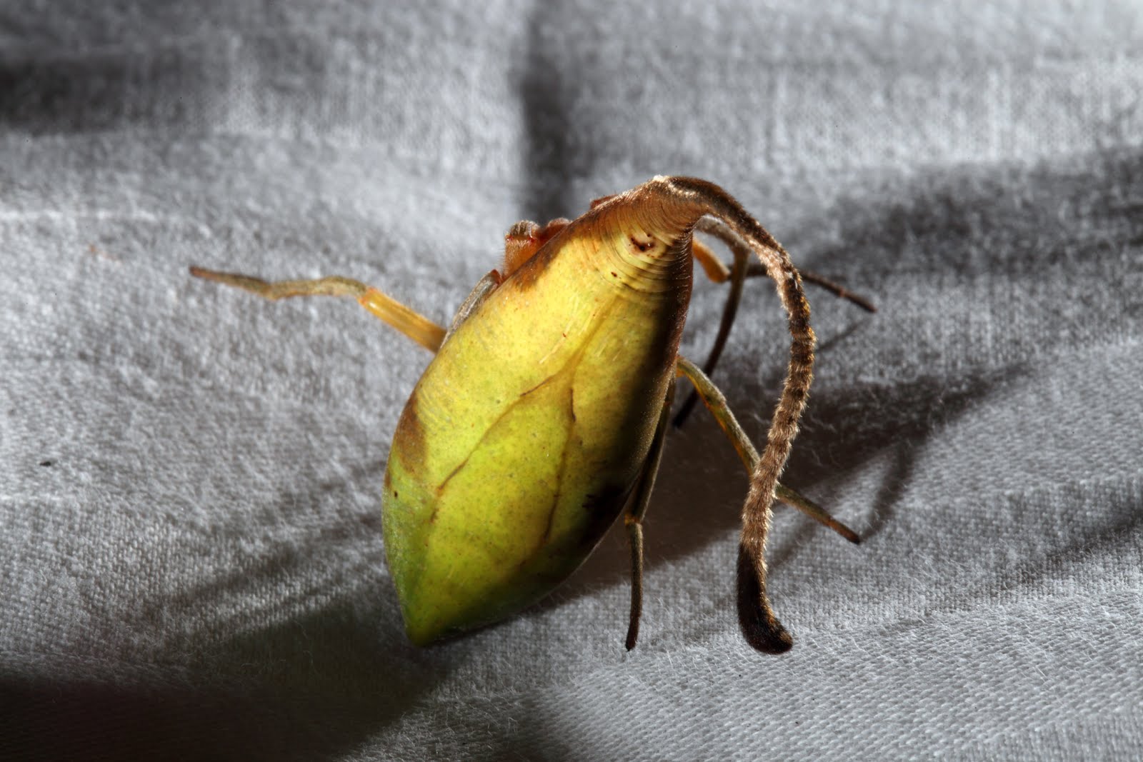 Species New to Science: [Arachnida • 2016] Leaf Masquerade in An Orb ...