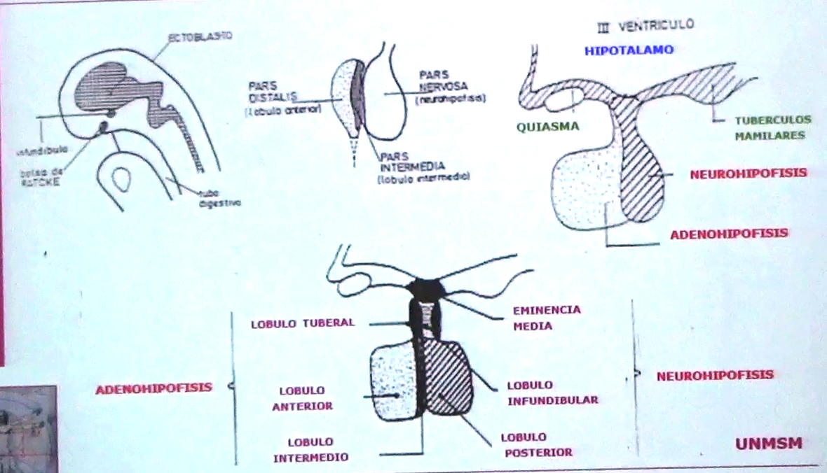 FISIOLOGIA: FISIOLOGÍA NEUROENDOCRINOLOGICA
