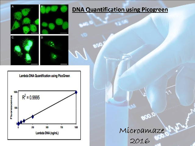 Microamaze: Quantifying DNA in Solution with PicoGreen