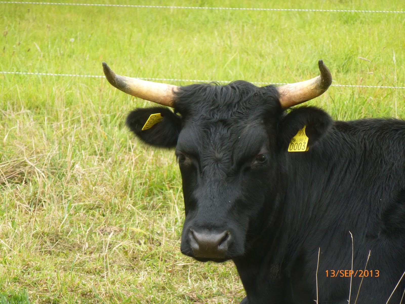 The little Kerry herd 2013.