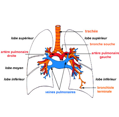 enfants en bonne santé: Poumons et le système respiratoire