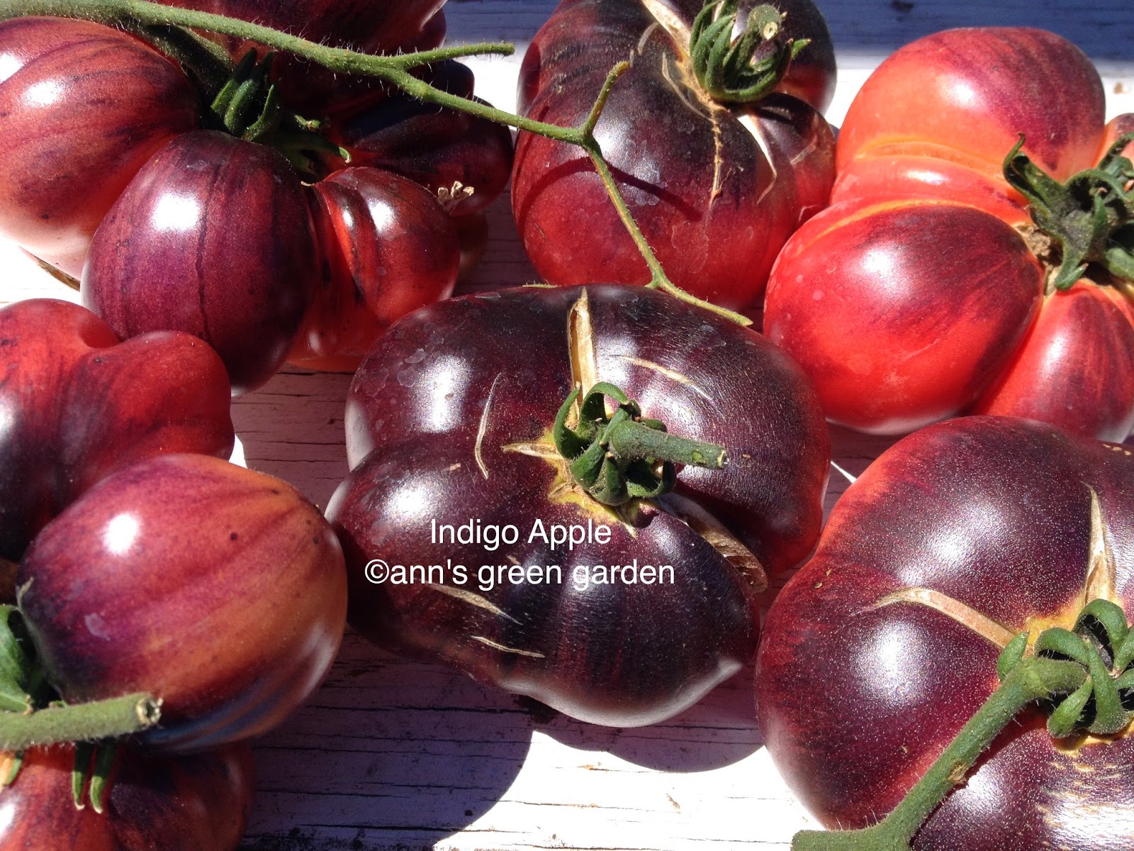 Ann's Green Garden: Indigo Apple - First pick of 2014