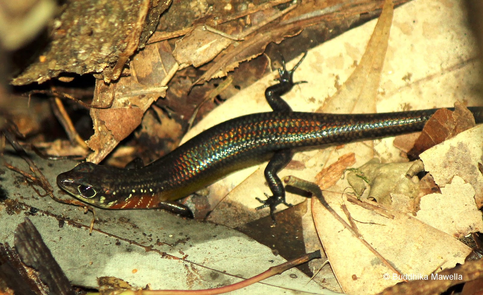 Lanka Nature Summary: Gan's Lanka Skink (Lankascincus gansi)