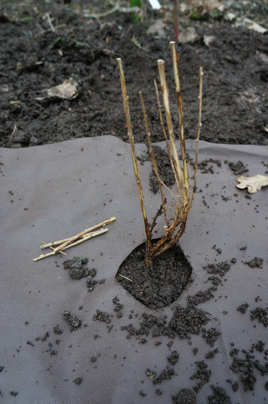 Kasvin paikka: Taikinamarja-aidan istutus