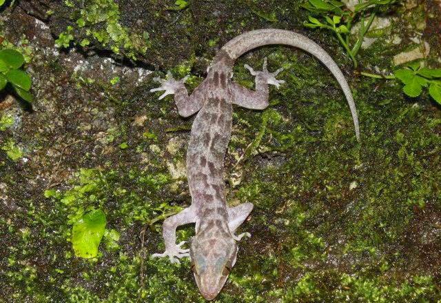 CARI TAHU JENIS-JENIS CICAK | JDSK