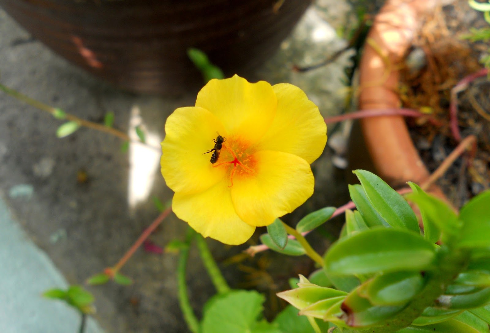 Kecantikan & Keunikan Bunga Desa - Relaks Minda