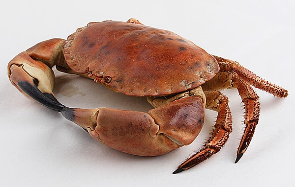 High Detail Crab |30 Frames