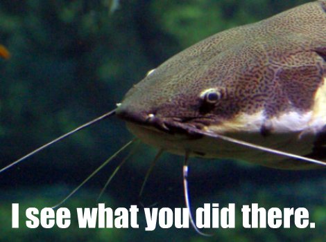 Cool Pictures: Top 30 cool Funny fish wallpaper gallery collection