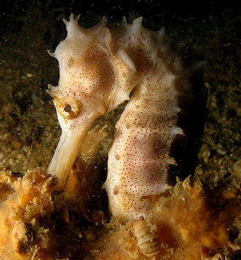 The Presurfer: 20 Incredible Seahorse Pics