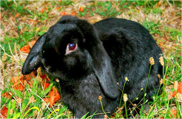 Zona de mascotas: Conejo Belier