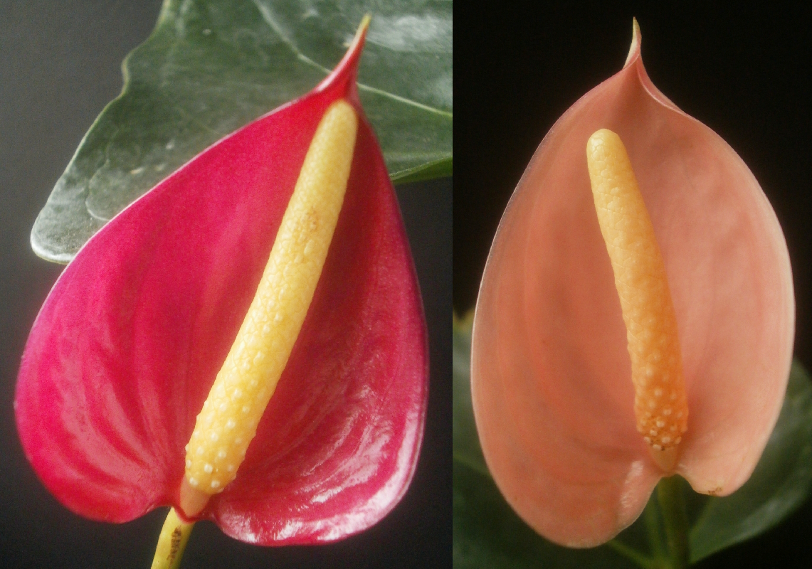 Plants are the Strangest People: Anthurium no. 0805 "Triana Hill"