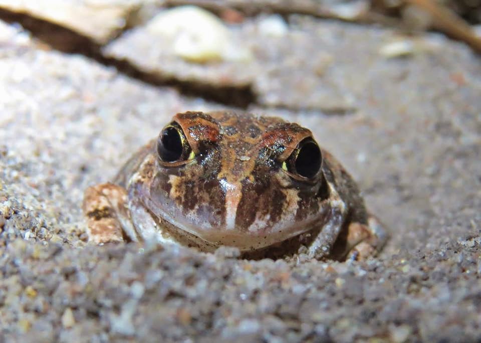 A Blog on Some Frogs.