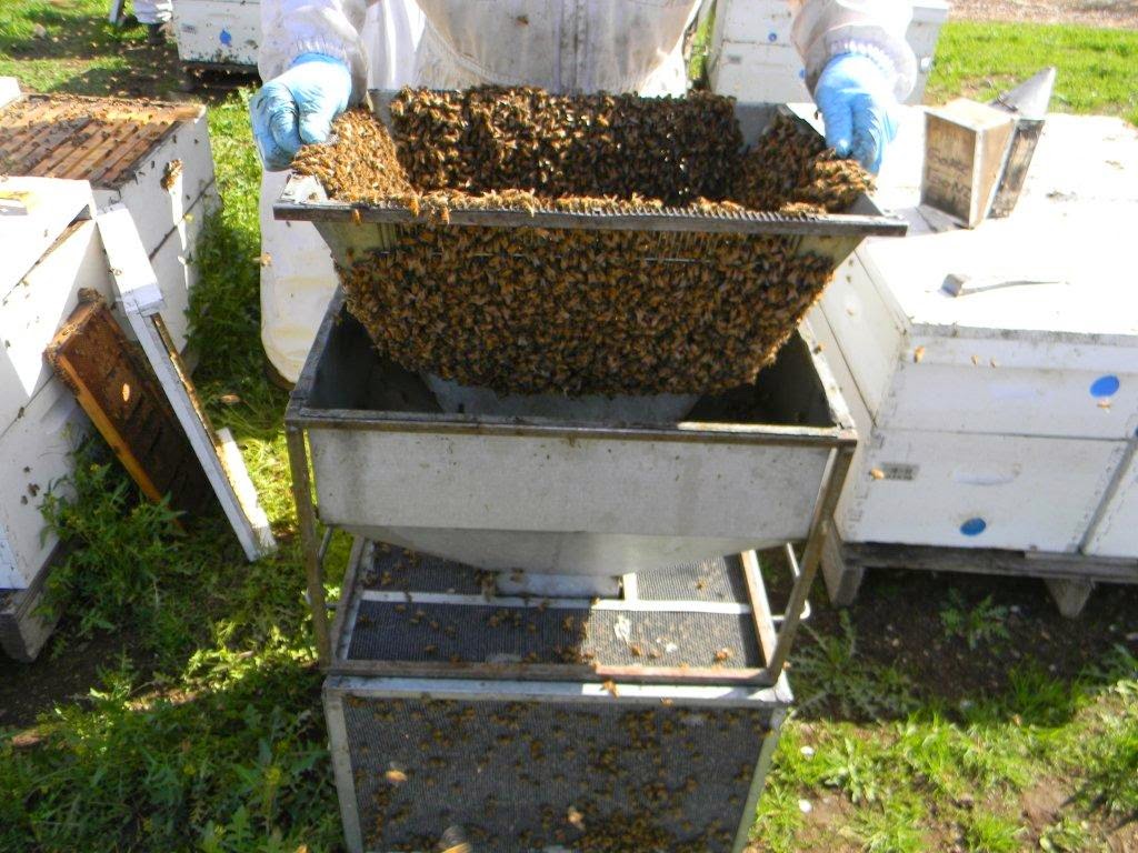 Bee Shaker Box at Glenn Andrews blog