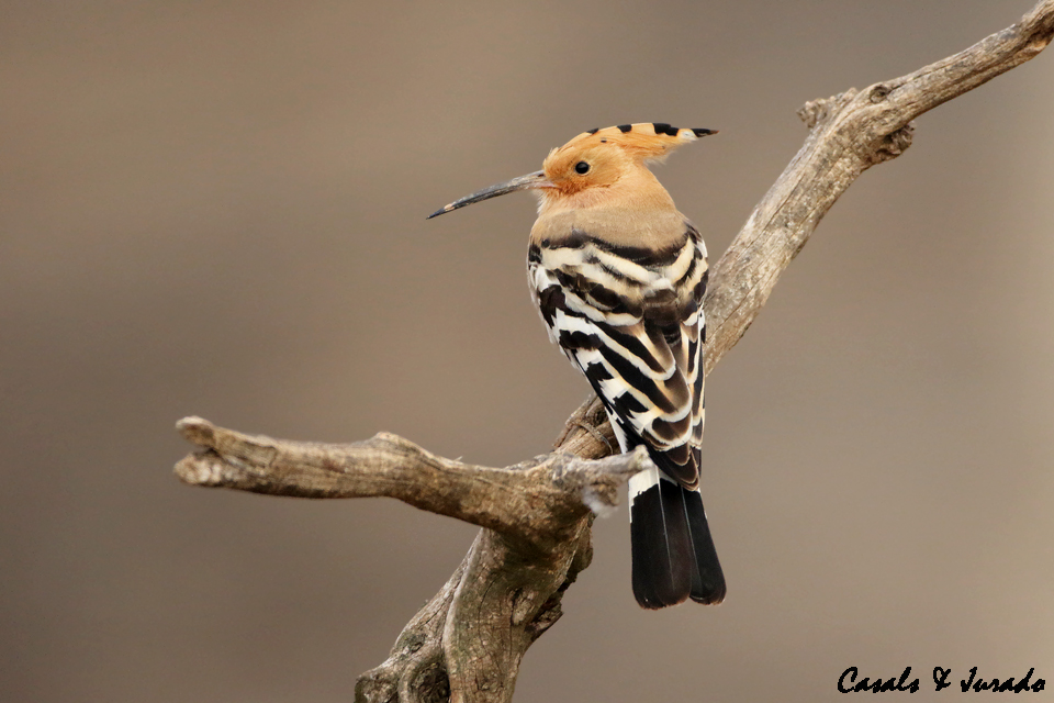 CRÒNIQUES NATURALISTES: FOTOS D'ALTRES GRUPS D'AUS