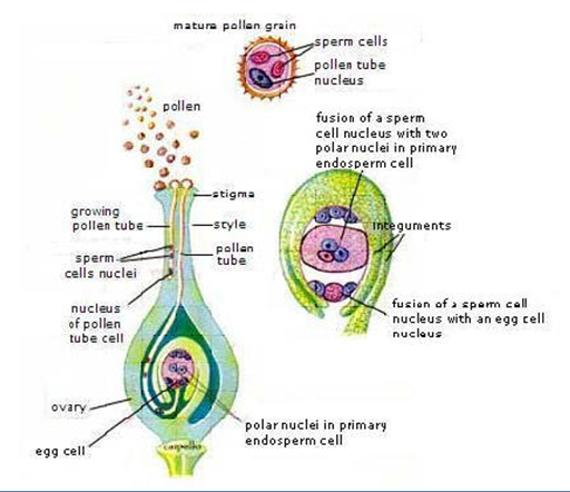 Biologi Hasballah Bireuen: Tahapan Reproduksi Seksual Pada Tumbuhan Bunga