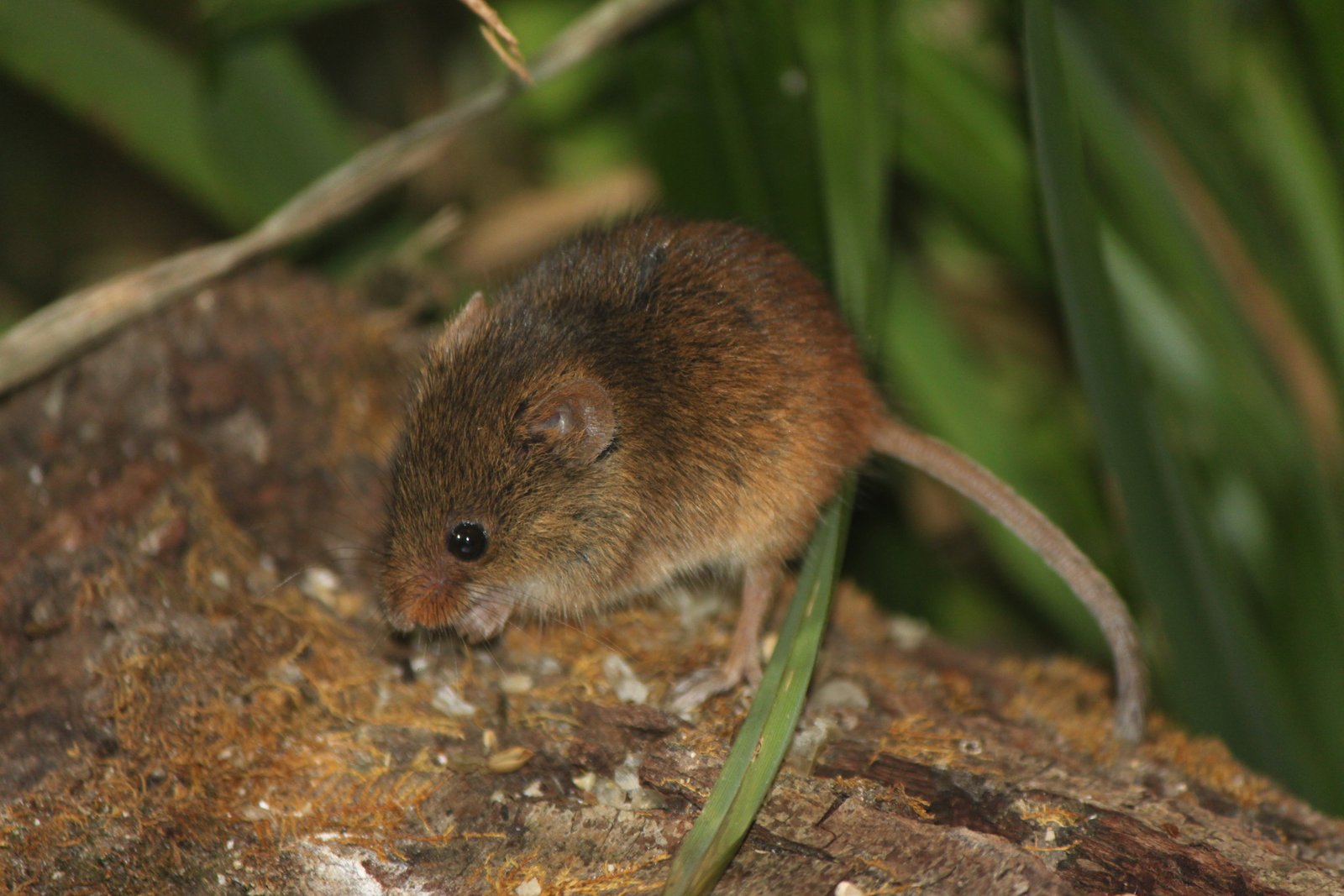 Everyone Likes Pictures: Harvest mouse