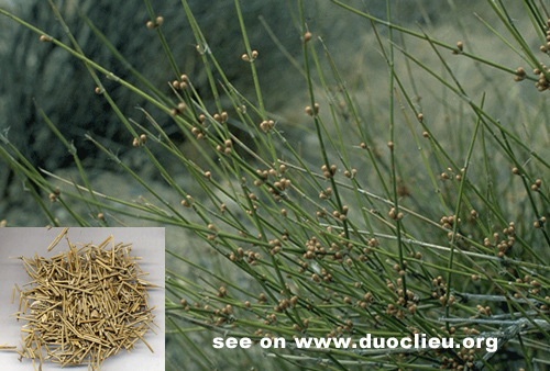 Ephedra (Mahuang)-Ephedra sinica Stapf