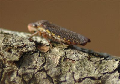 Xylophagous Insect - Insects Morphology