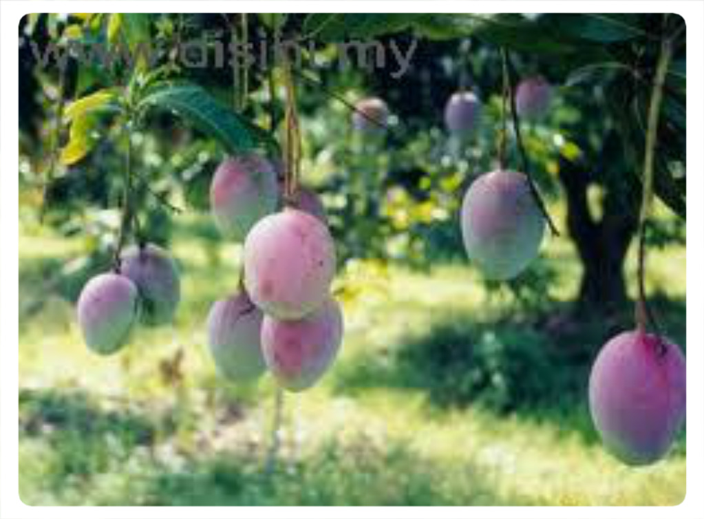 Cita Tani Nursery (NS015495-D): Benih Mangga Epal