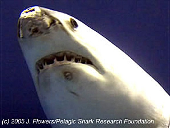 The Best Shark Dive in the World!: And what about that dead Great White?