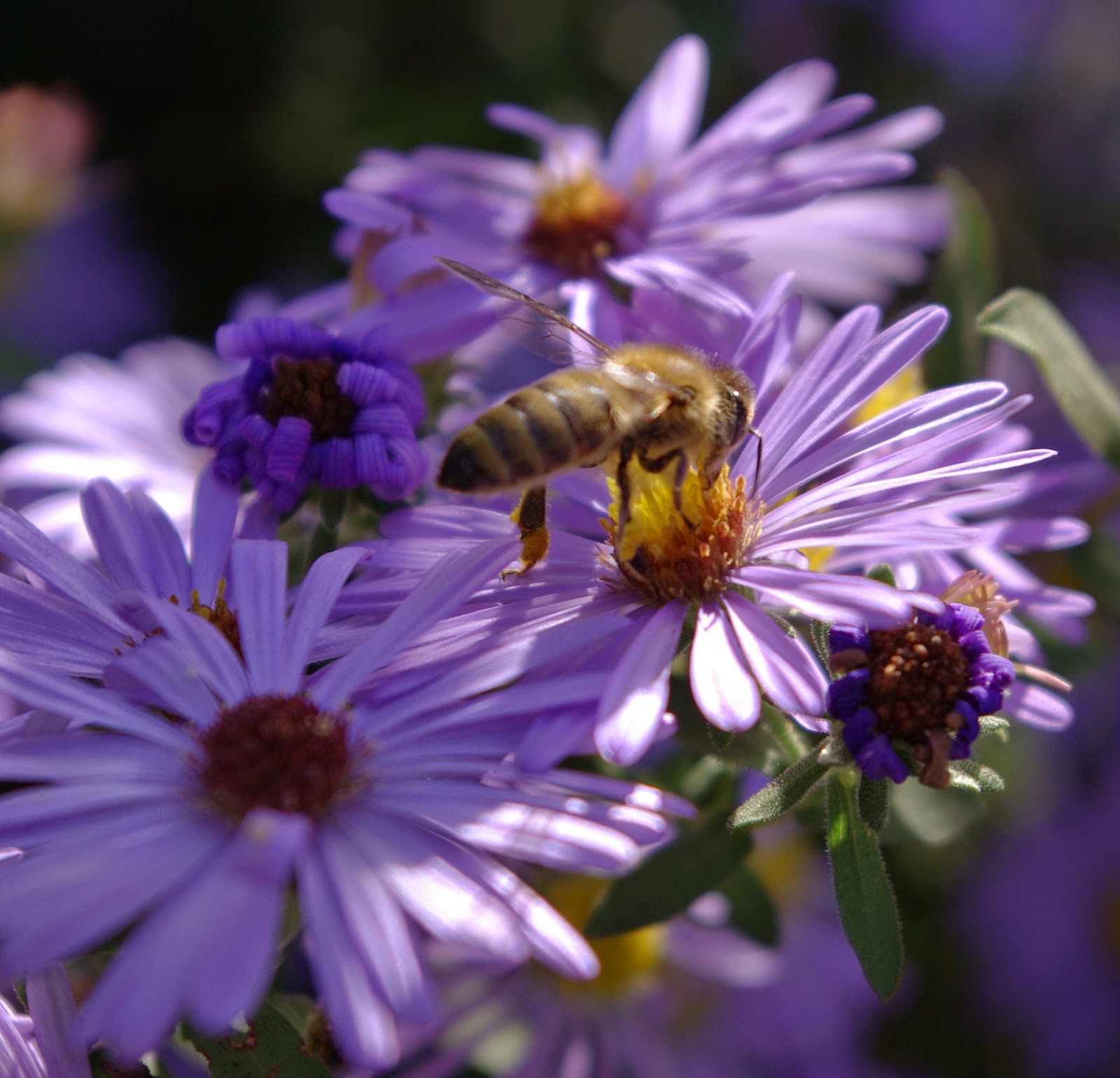 sweetbay: Blooming Friday