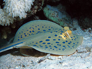 7 Hewan Berkekuatan Listrik Paling Berbahaya di Dunia - Laut Tual