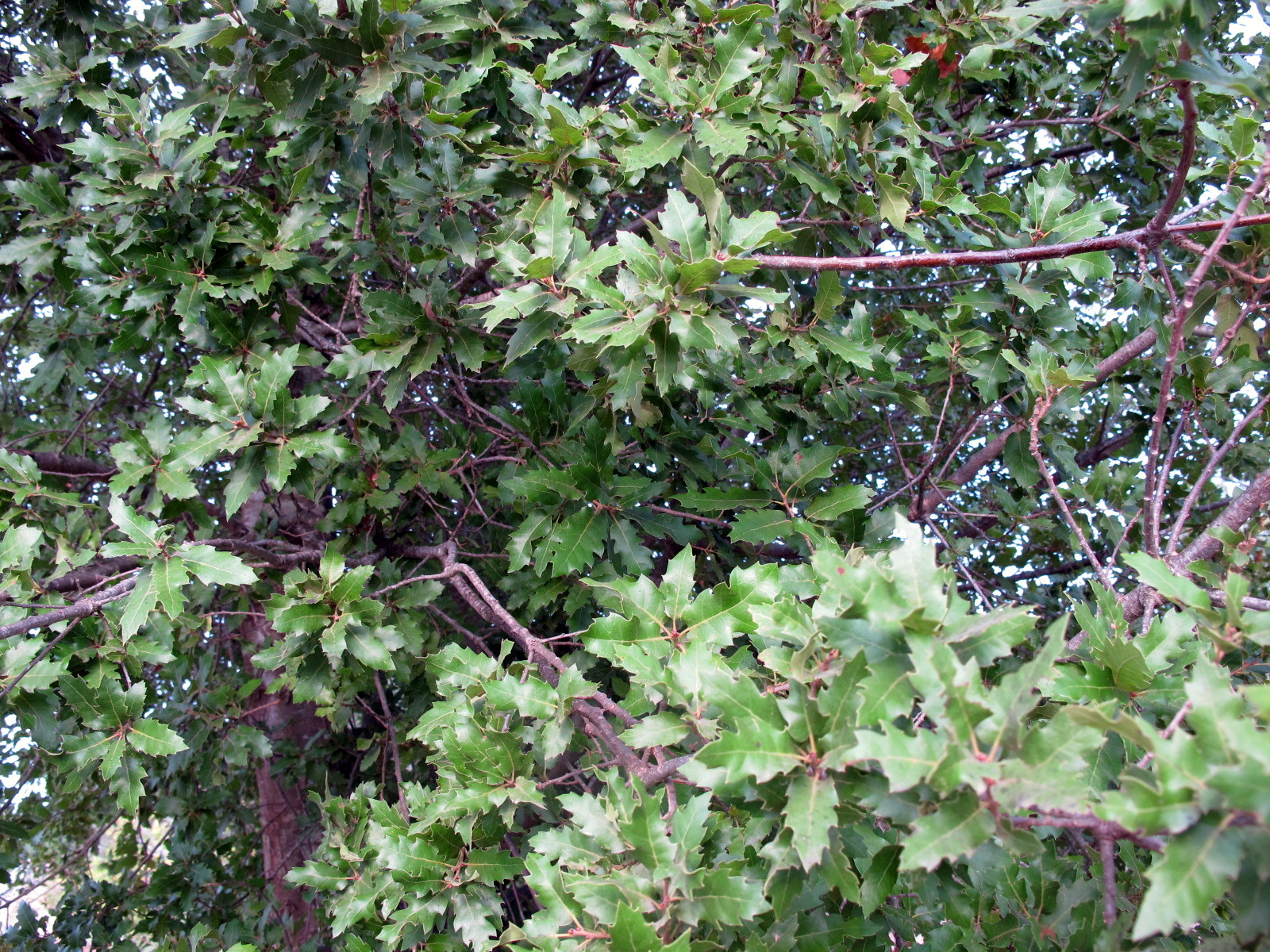 FLORA NEL SALENTO e.. anche altrove: Quercus x caroppoi Medagli, Turco ...