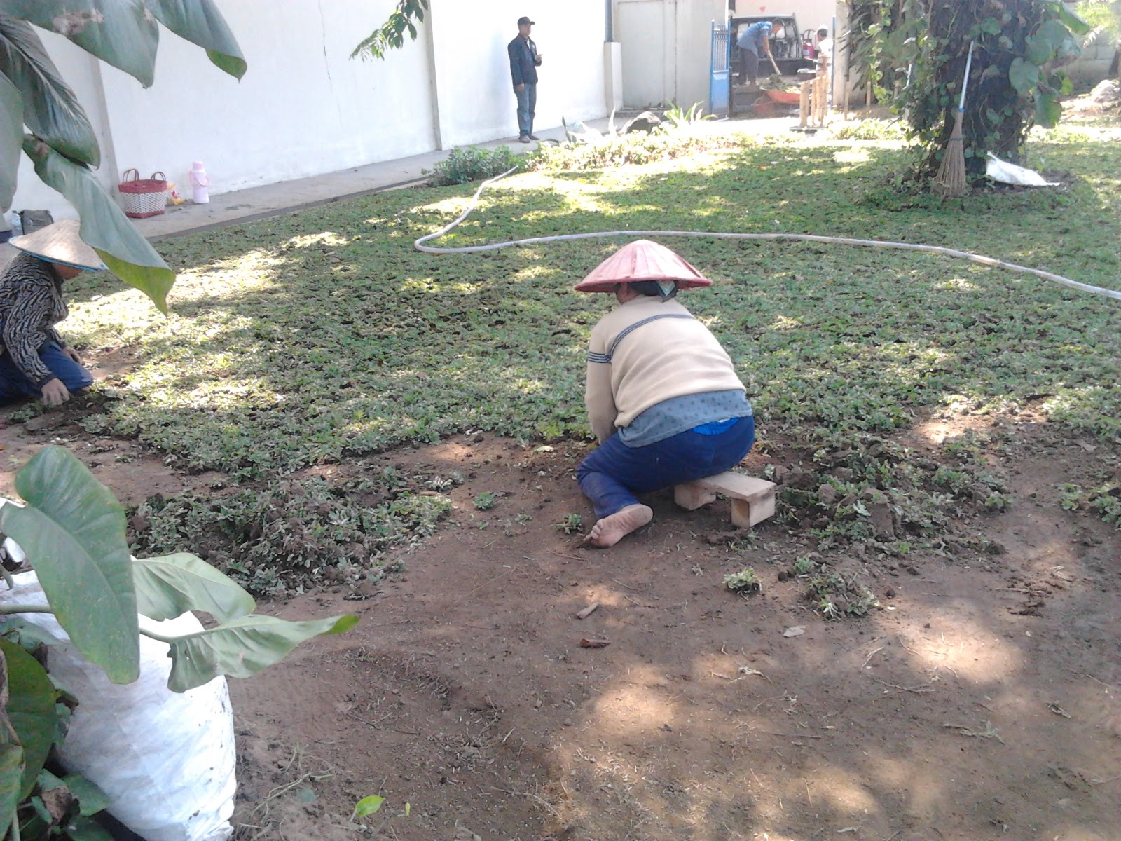 penanaman rumput taman di PT. MIWON INDONESIA km 24 kecematan driyorejo ...