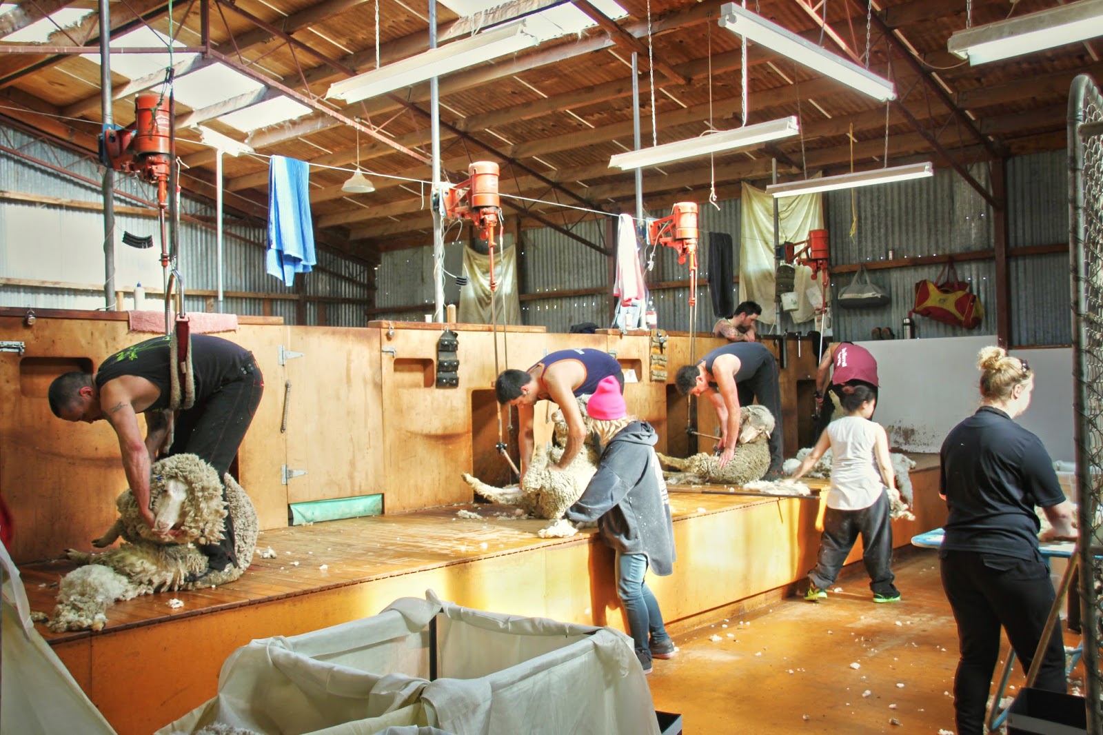 L♥valizious: Inside the shearing shed