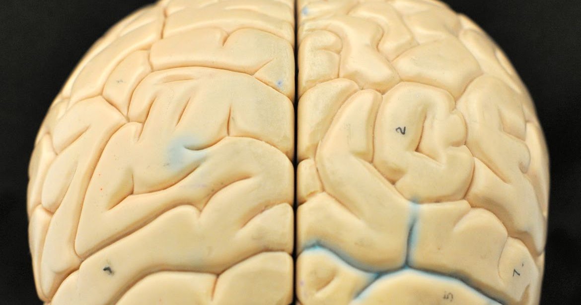 Human Anatomy Lab: Brain Models