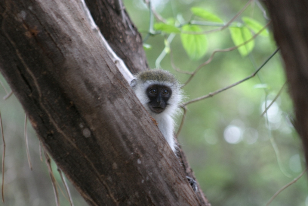 Julia In Kenya: How to Pass Monkey Inspection